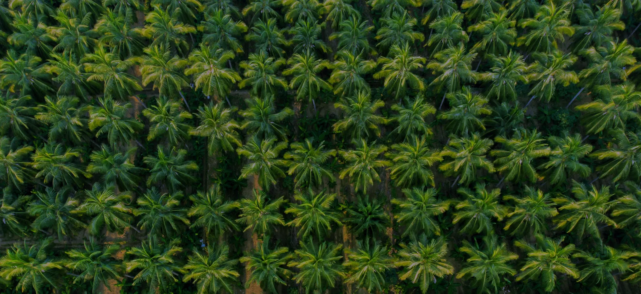 Fibre Decor India, Coir Products, Pvc, Rubber, Polypropylene, Mats, Kerala